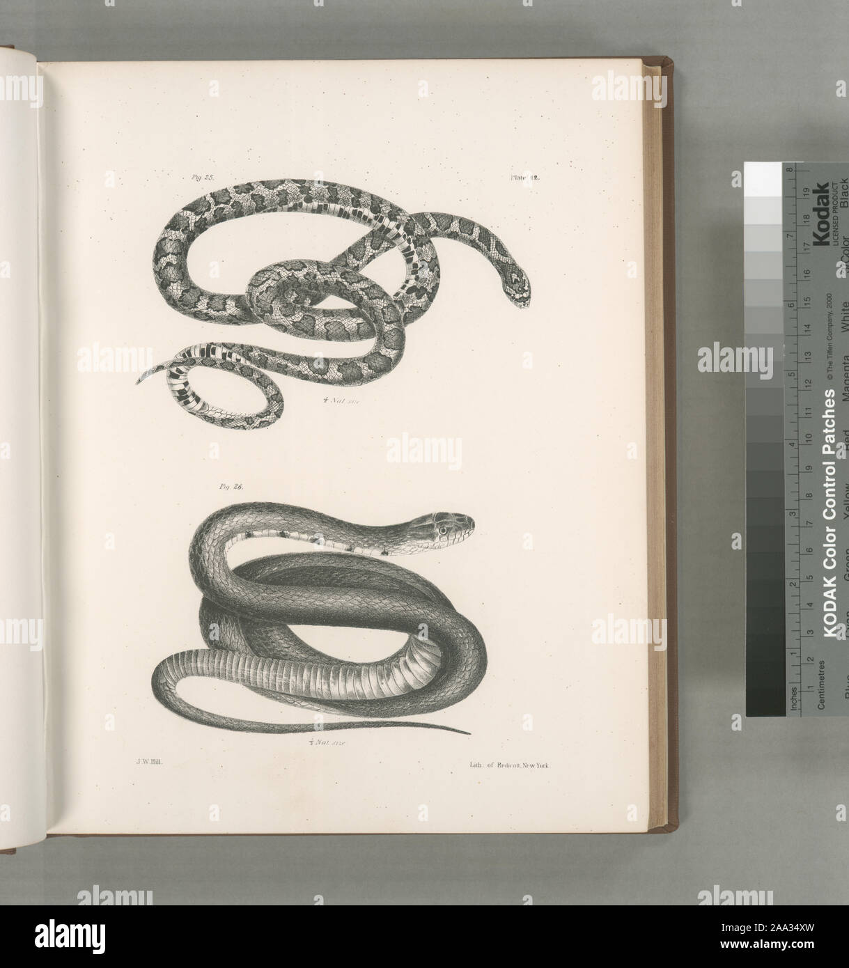 Pilot snake hi-res stock photography and images - Alamy