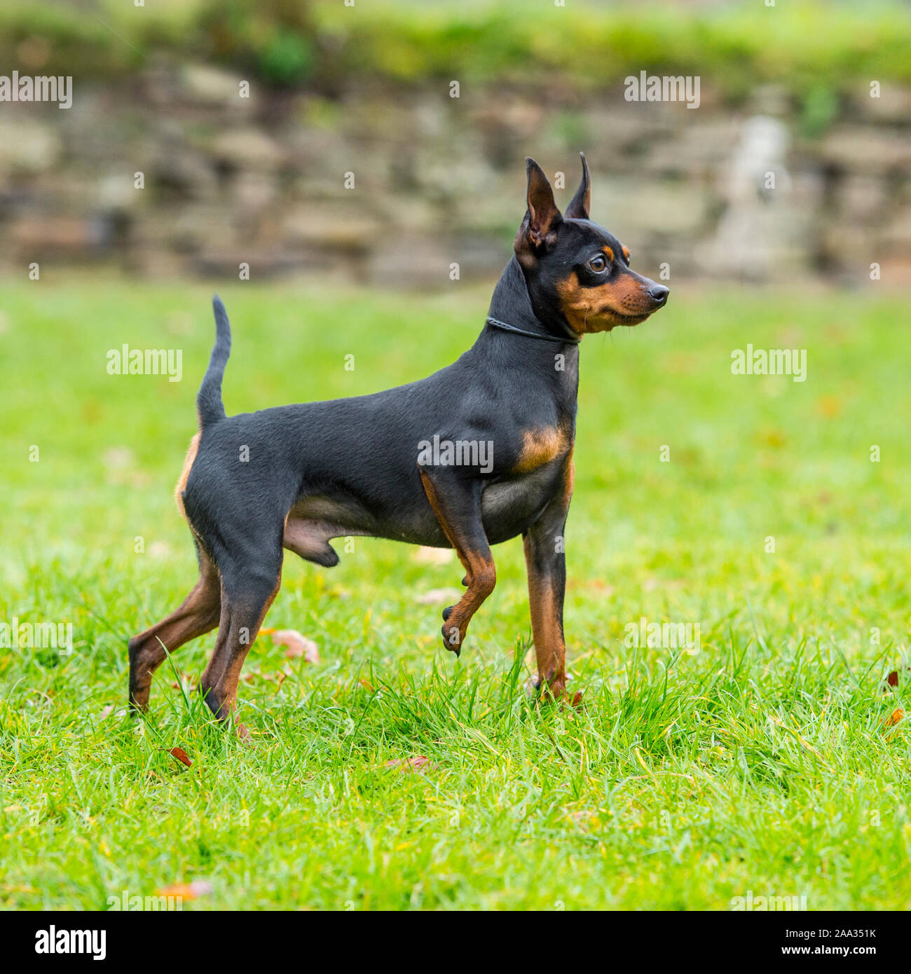 Pinscher undocked tail hi-res stock photography and images - Alamy