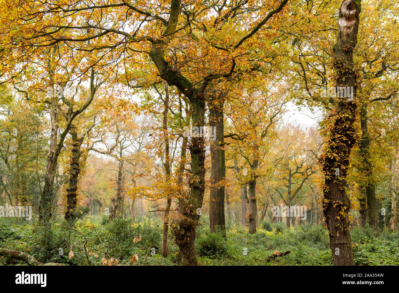 Autumn in Sutton Park, Sutton Coldfield Birmingham West Midlands ...