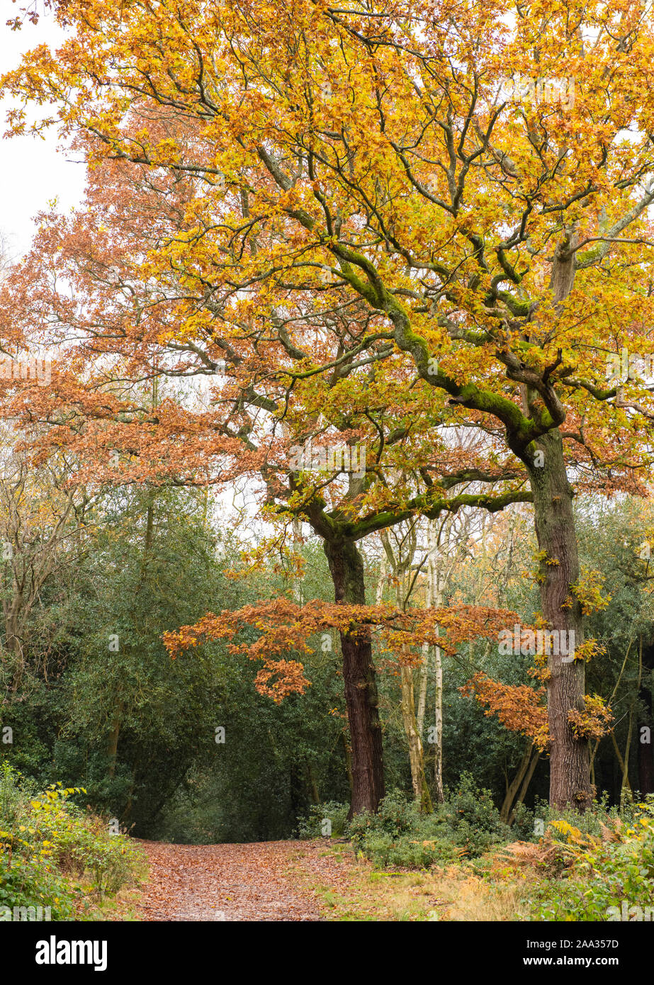 Autumn in Sutton Park, Sutton Coldfield Birmingham West Midlands ...