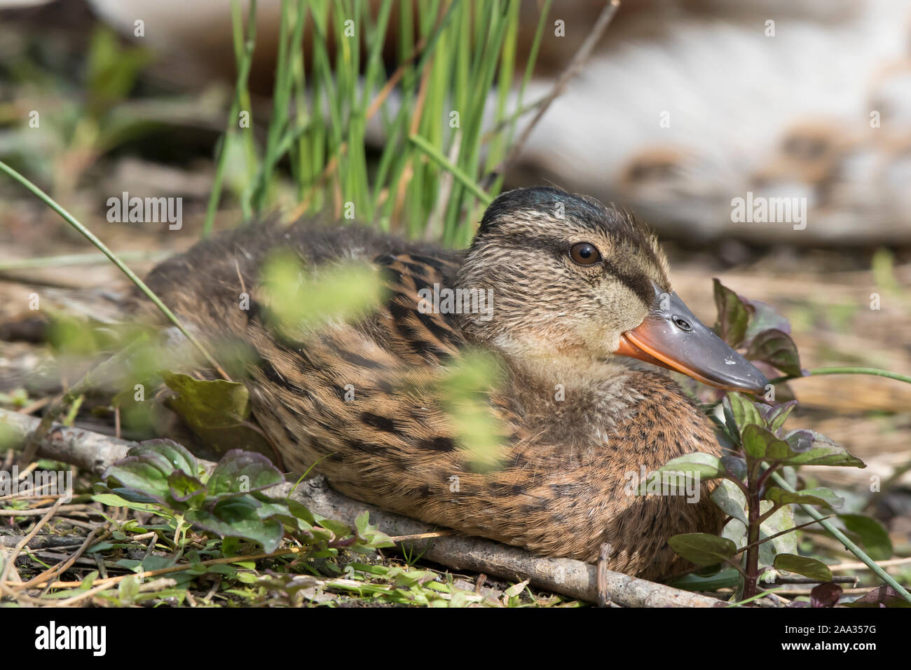 British water birds hi-res stock photography and images - Alamy