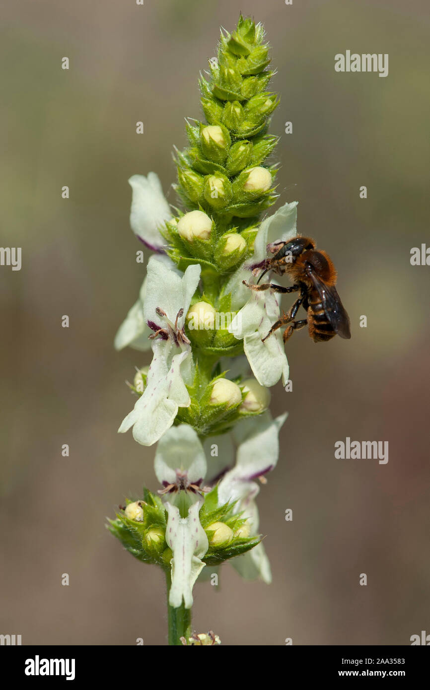 Stachys recta,Aufrechter Ziest, Berg-Ziest,Yellow woundwort Stock Photo ...