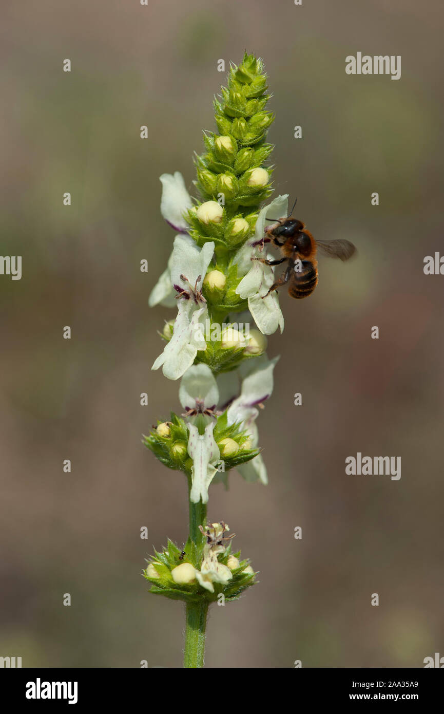 Stachys recta,Aufrechter Ziest, Berg-Ziest,Yellow woundwort Stock Photo ...