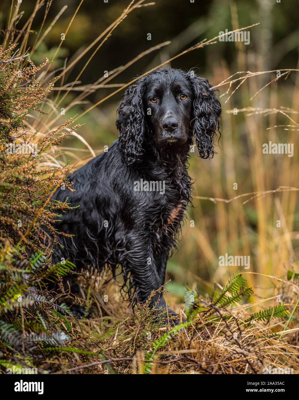 working cocker spaniel Stock Photo - Alamy