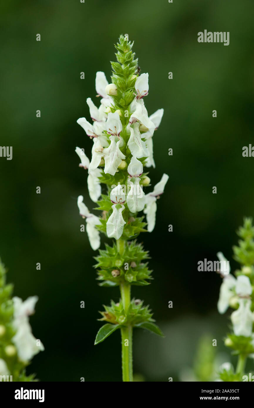 Stachys recta,Aufrechter Ziest, Berg-Ziest,Yellow woundwort Stock Photo ...