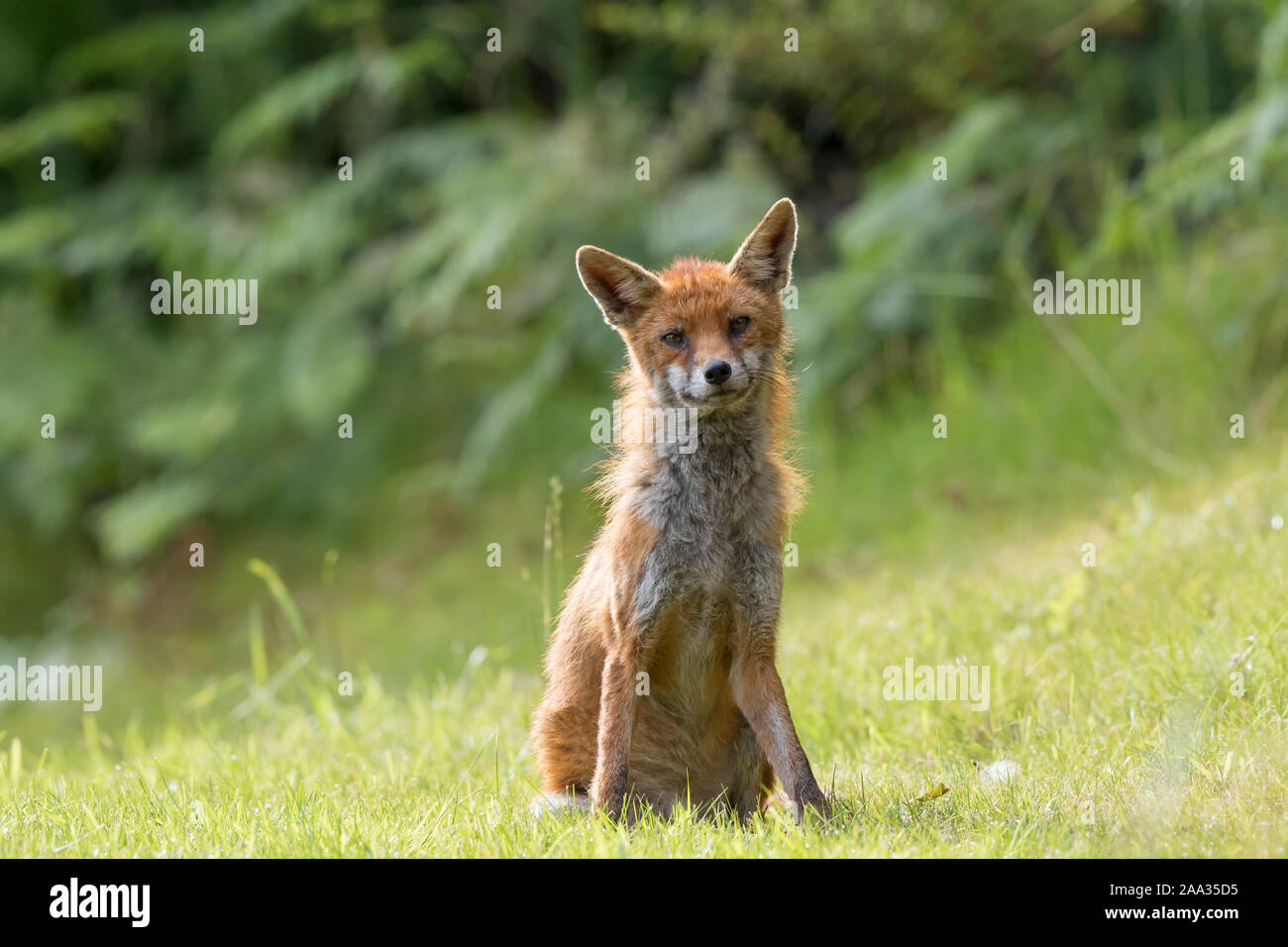 Front view close up of young cute UK country red fox (Vulpes vulpes ...