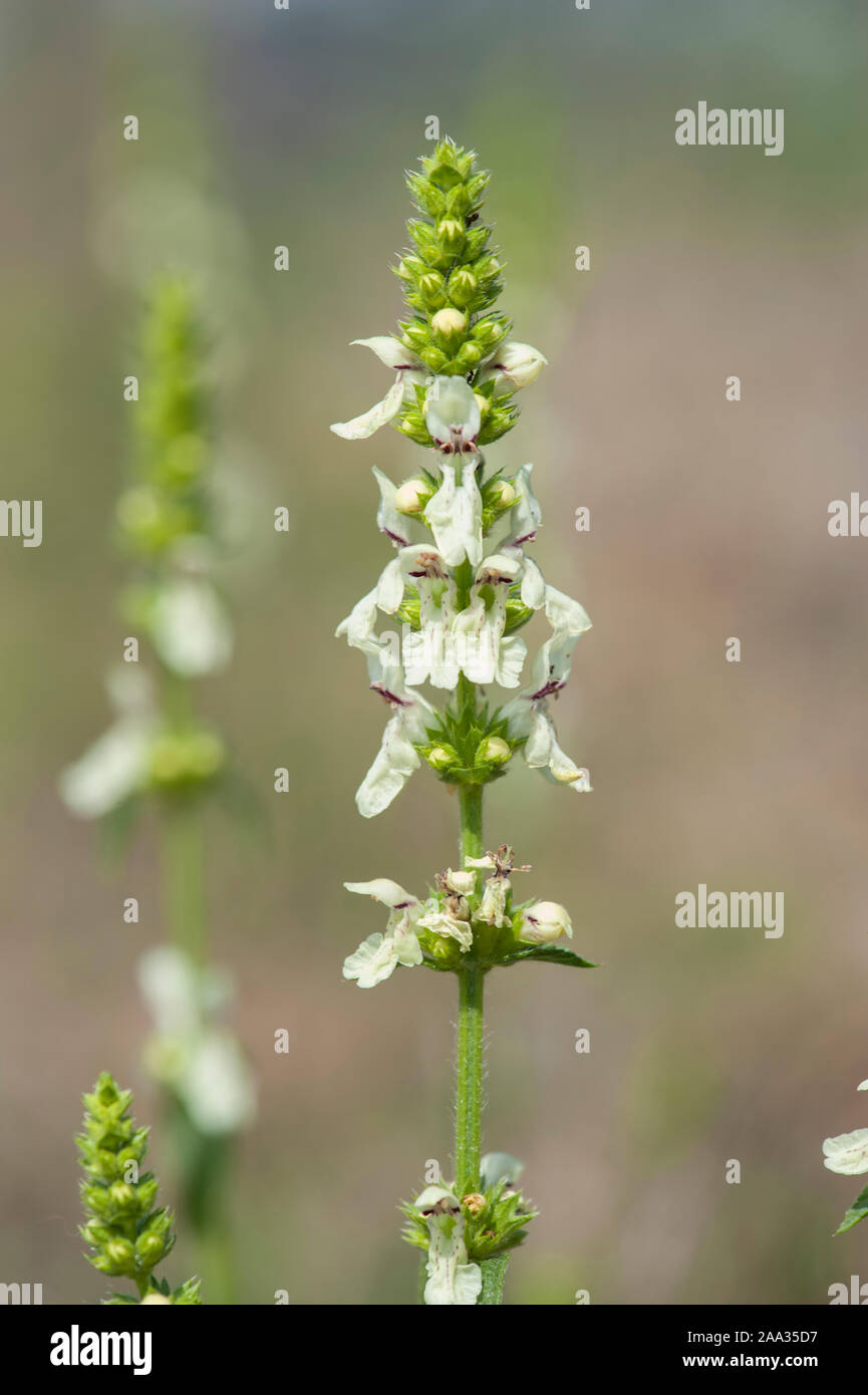 Stachys recta,Aufrechter Ziest, Berg-Ziest,Yellow woundwort Stock Photo ...