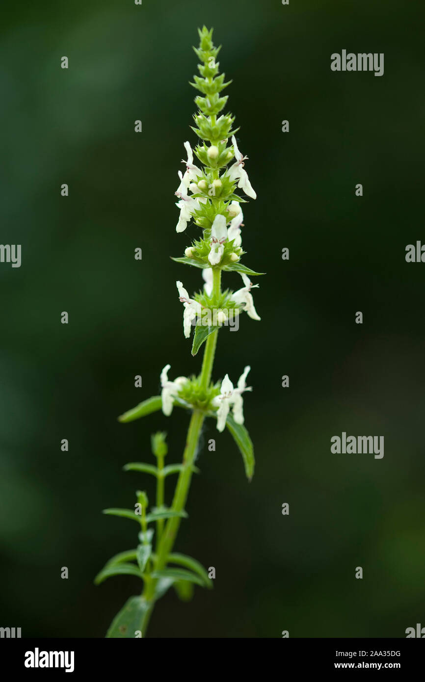 Stachys recta,Aufrechter Ziest, Berg-Ziest,Yellow woundwort Stock Photo ...