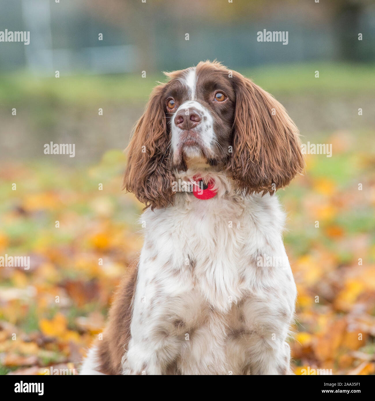 English springer spaniel fall hi-res stock photography and images - Alamy