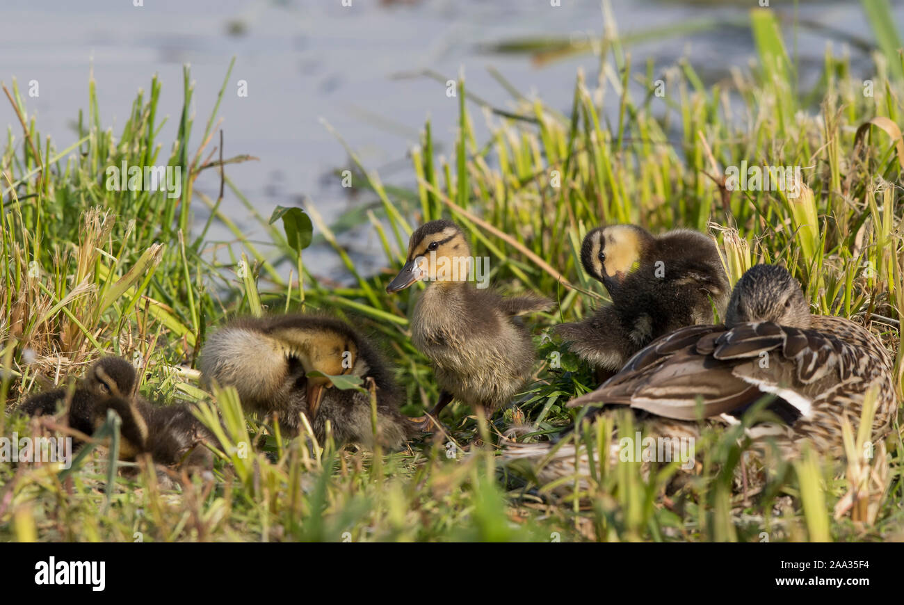 Close up of female UK mallard duck (Anas platyrhynchos) sitting down on ...