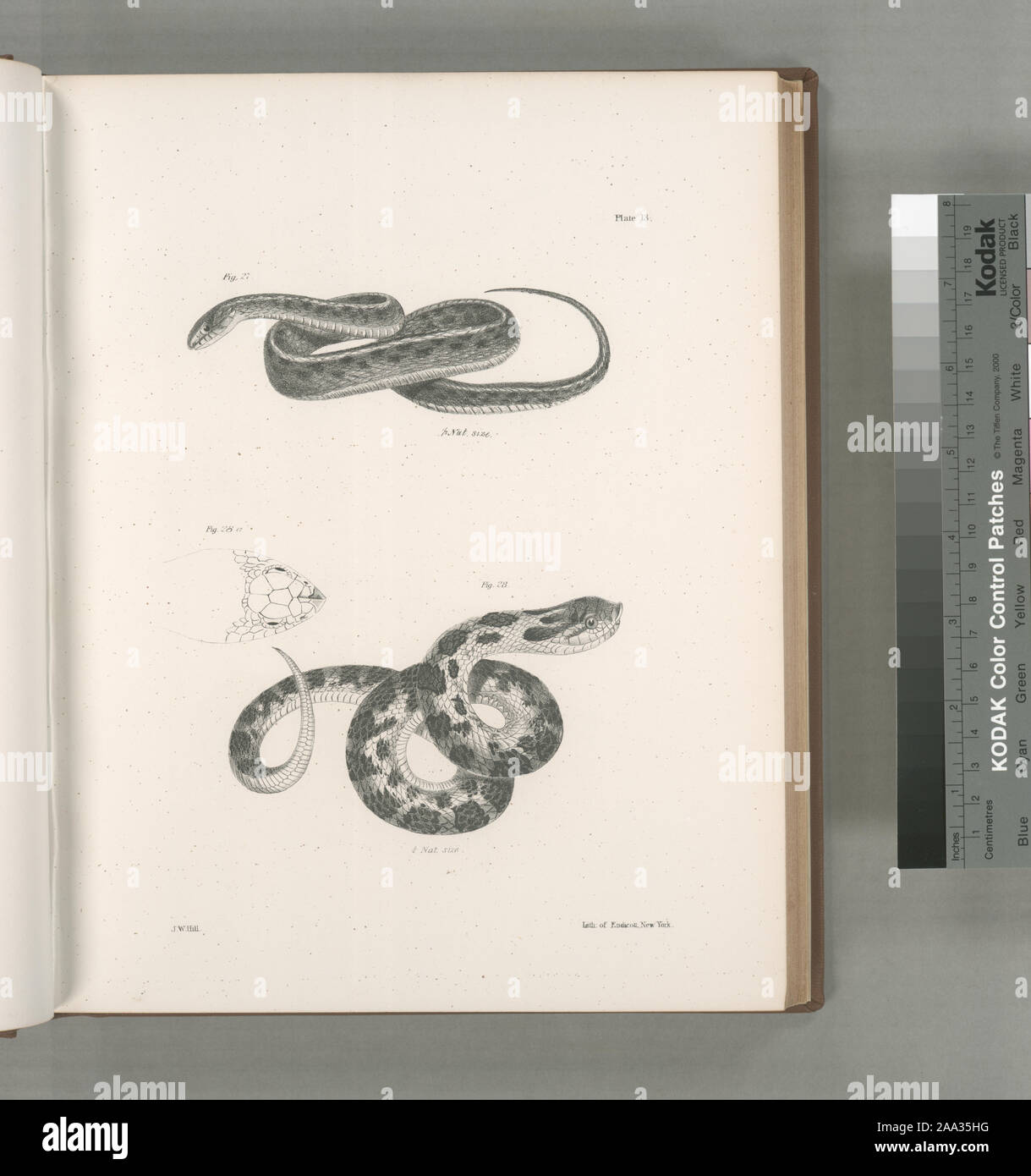 27. The Striped Snake, variety, (Tropidonotus tænia). 28. The Hog-nosed ...
