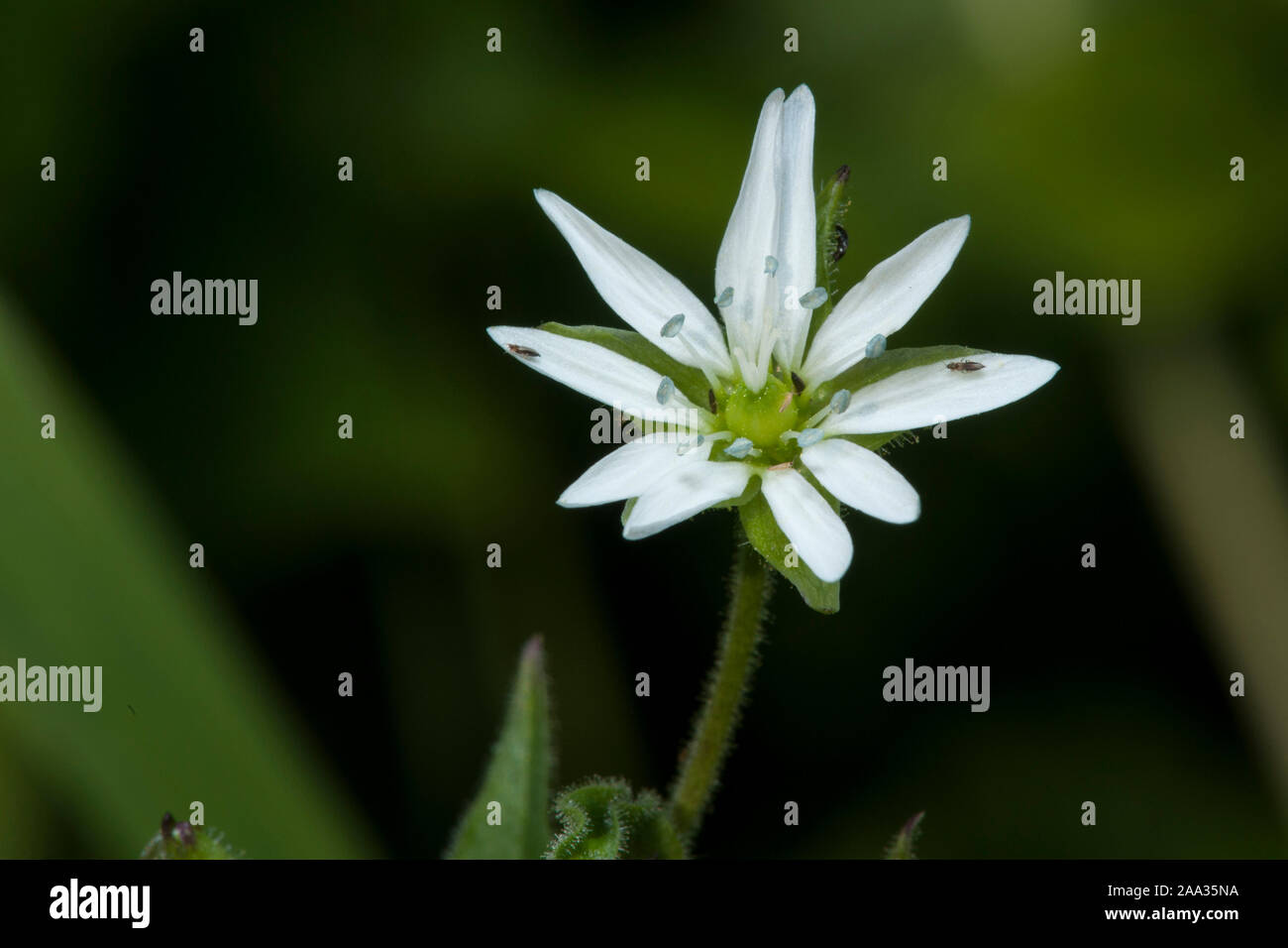 Stellaria aquatica,Wasserdarm,Giant chickweed,Water chickweed Stock ...