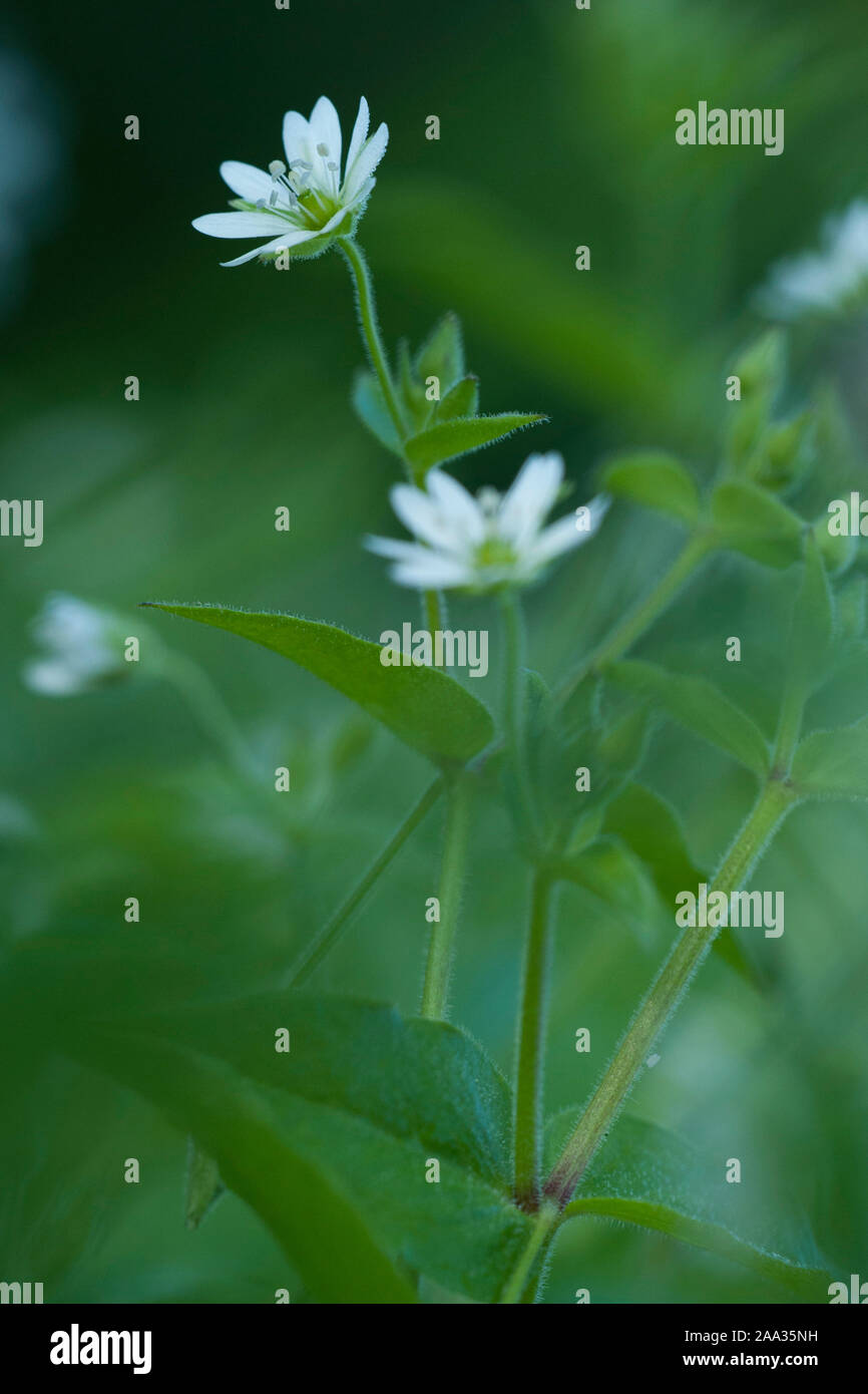 Stellaria aquatica,Wasserdarm,Giant chickweed,Water chickweed Stock ...