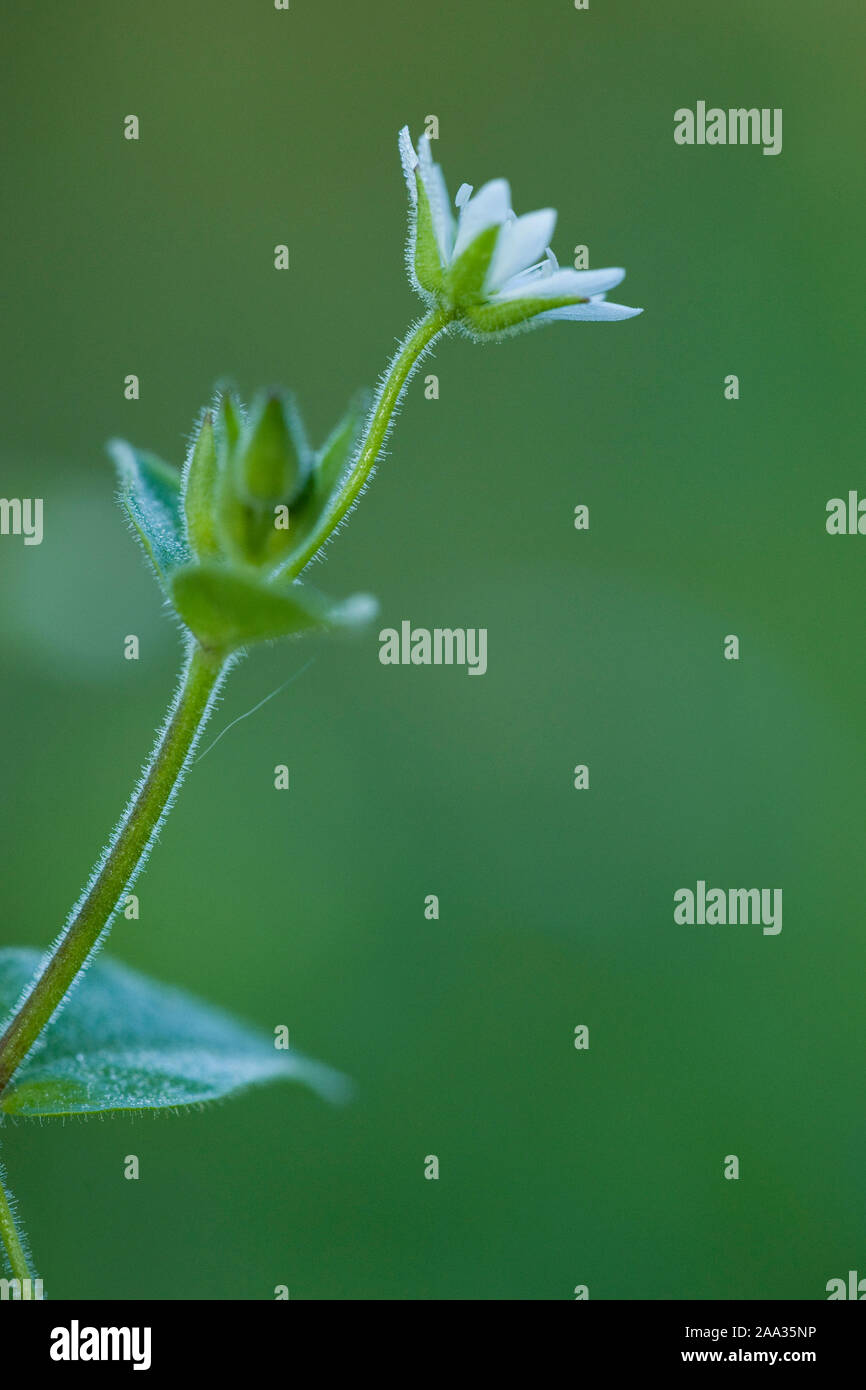 Stellaria aquatica,Wasserdarm,Giant chickweed,Water chickweed Stock ...