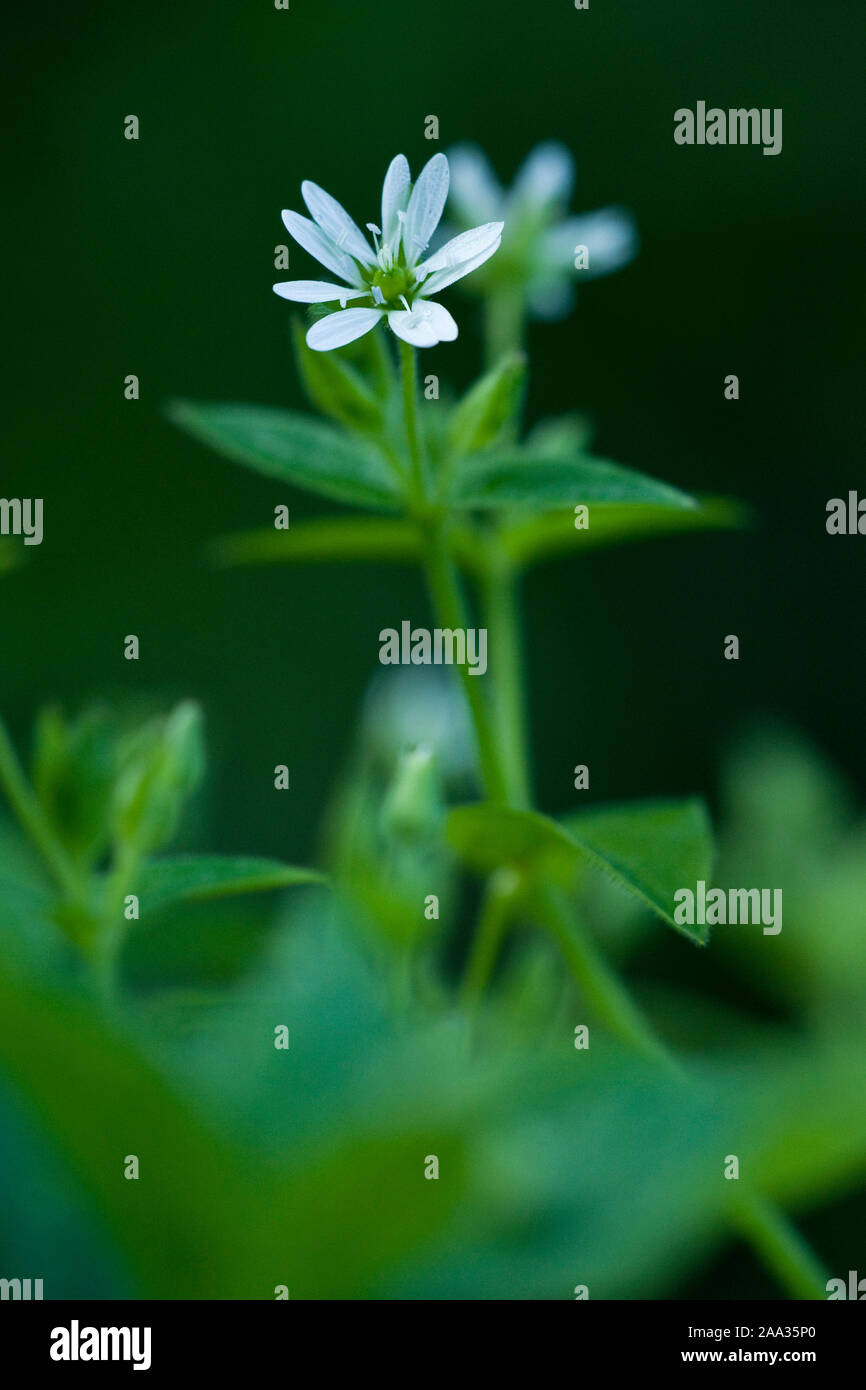 Stellaria aquatica,Wasserdarm,Giant chickweed,Water chickweed Stock ...