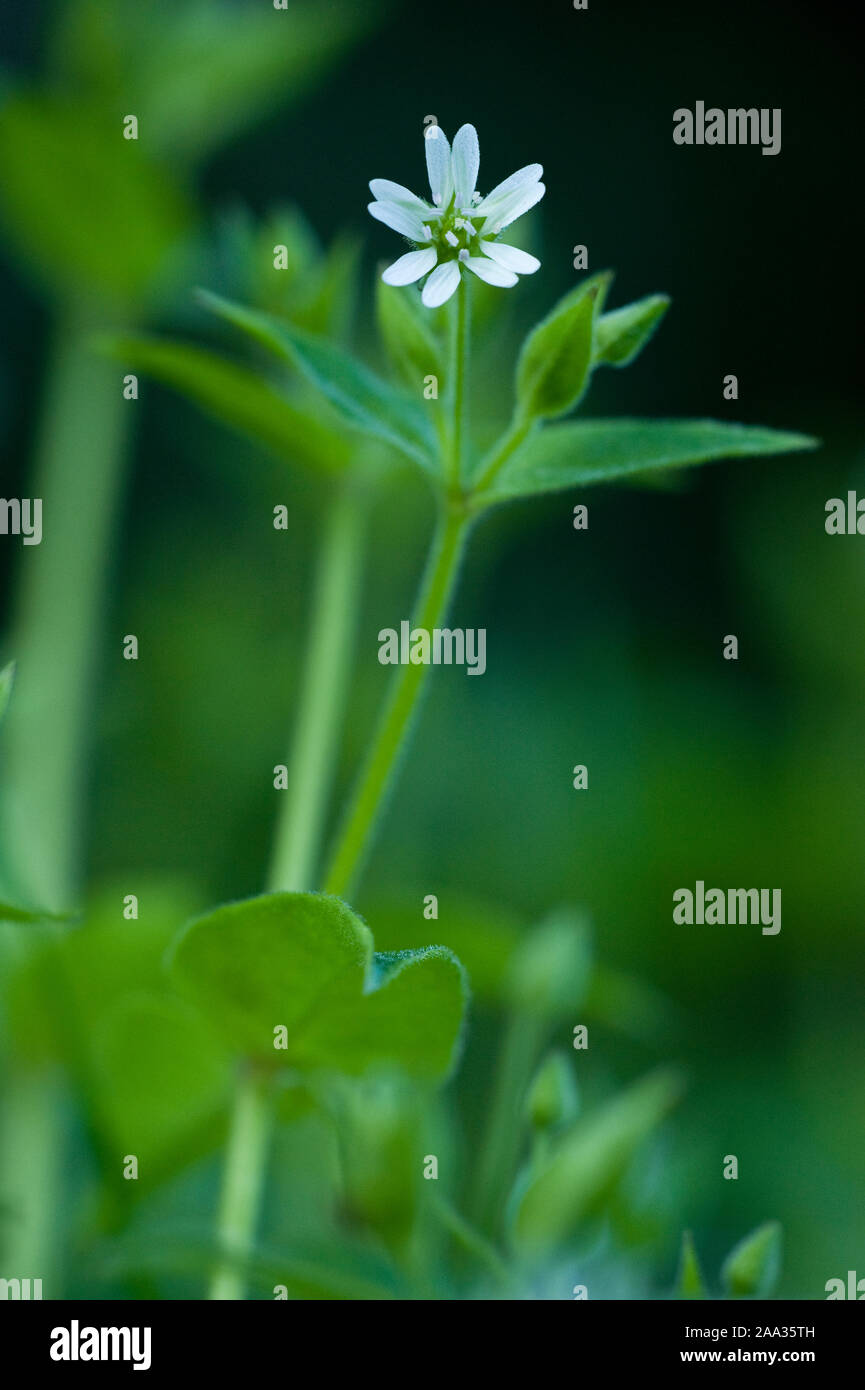 Stellaria aquatica,Wasserdarm,Giant chickweed,Water chickweed Stock ...