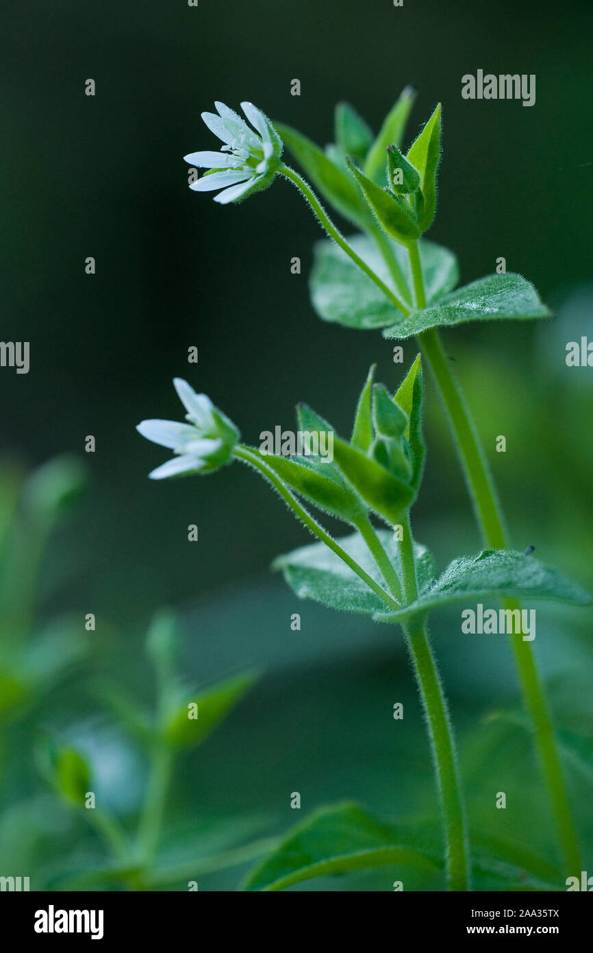 Stellaria aquatica,Wasserdarm,Giant chickweed,Water chickweed Stock ...