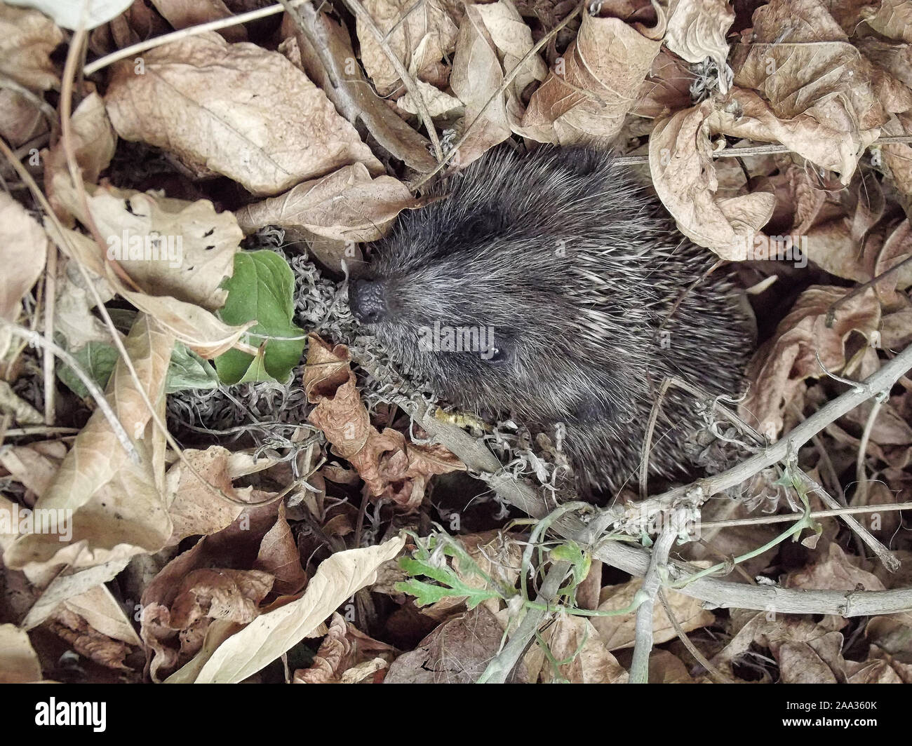 Hedgehog nest garden hi-res stock photography and images - Alamy