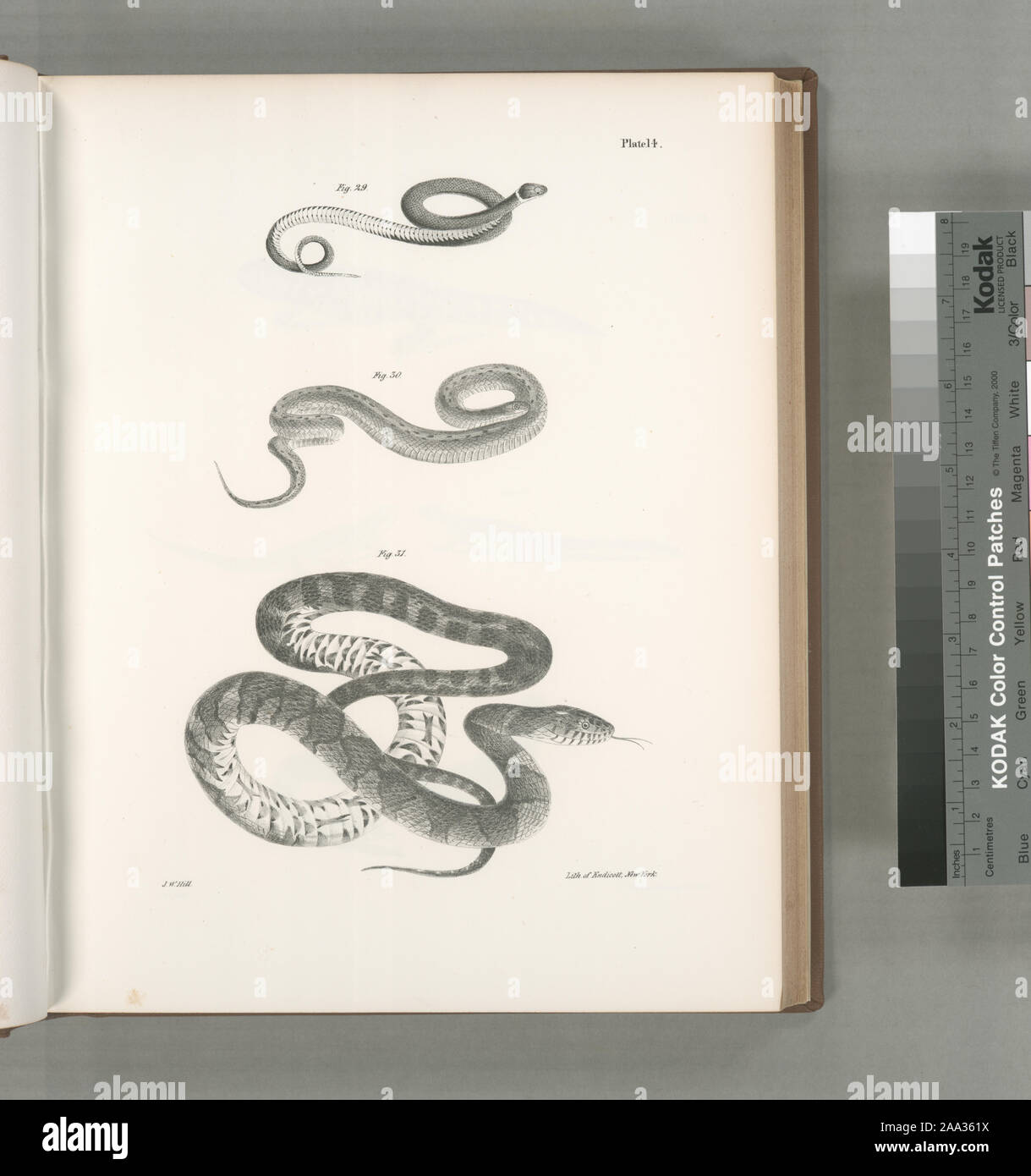 Tropidonotus dekayi hi-res stock photography and images - Alamy