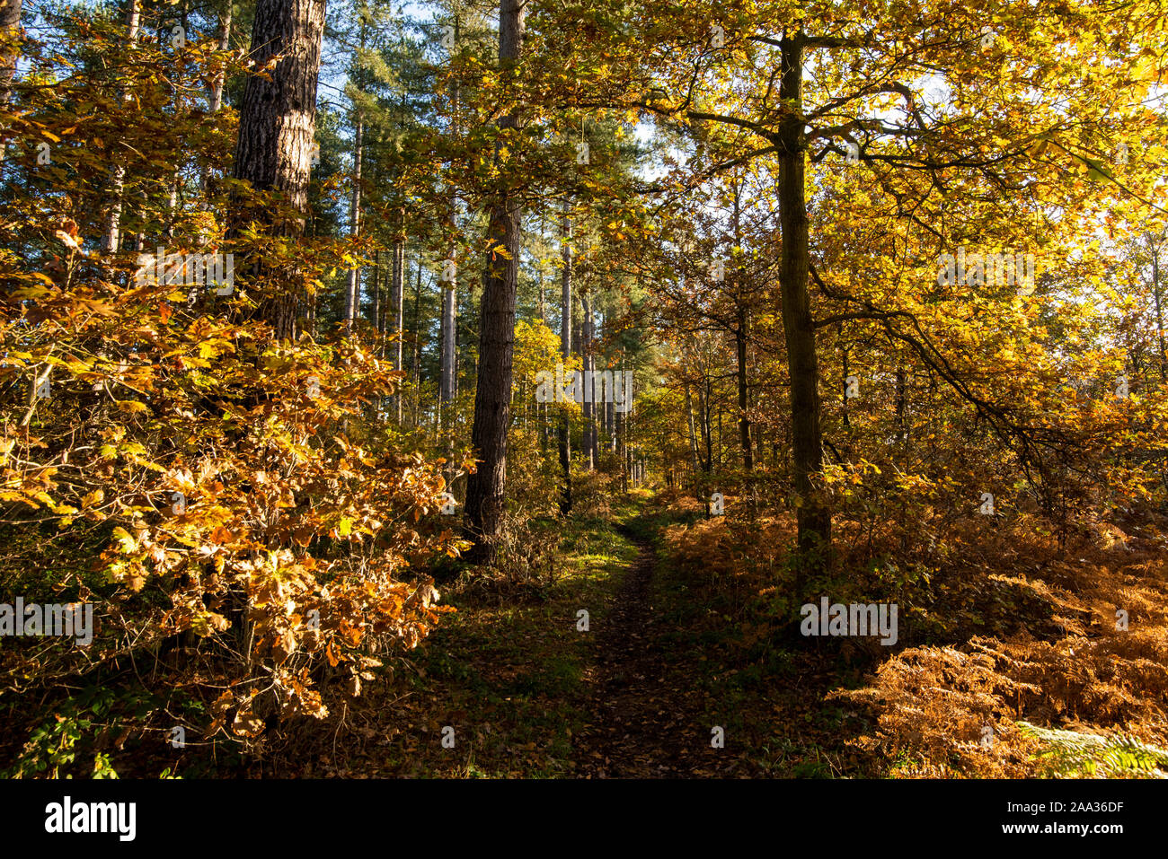 Autumn forest light shadows england hi-res stock photography and images ...