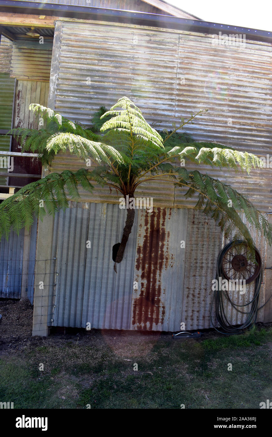 Tree growing through roof hi-res stock photography and images - Alamy