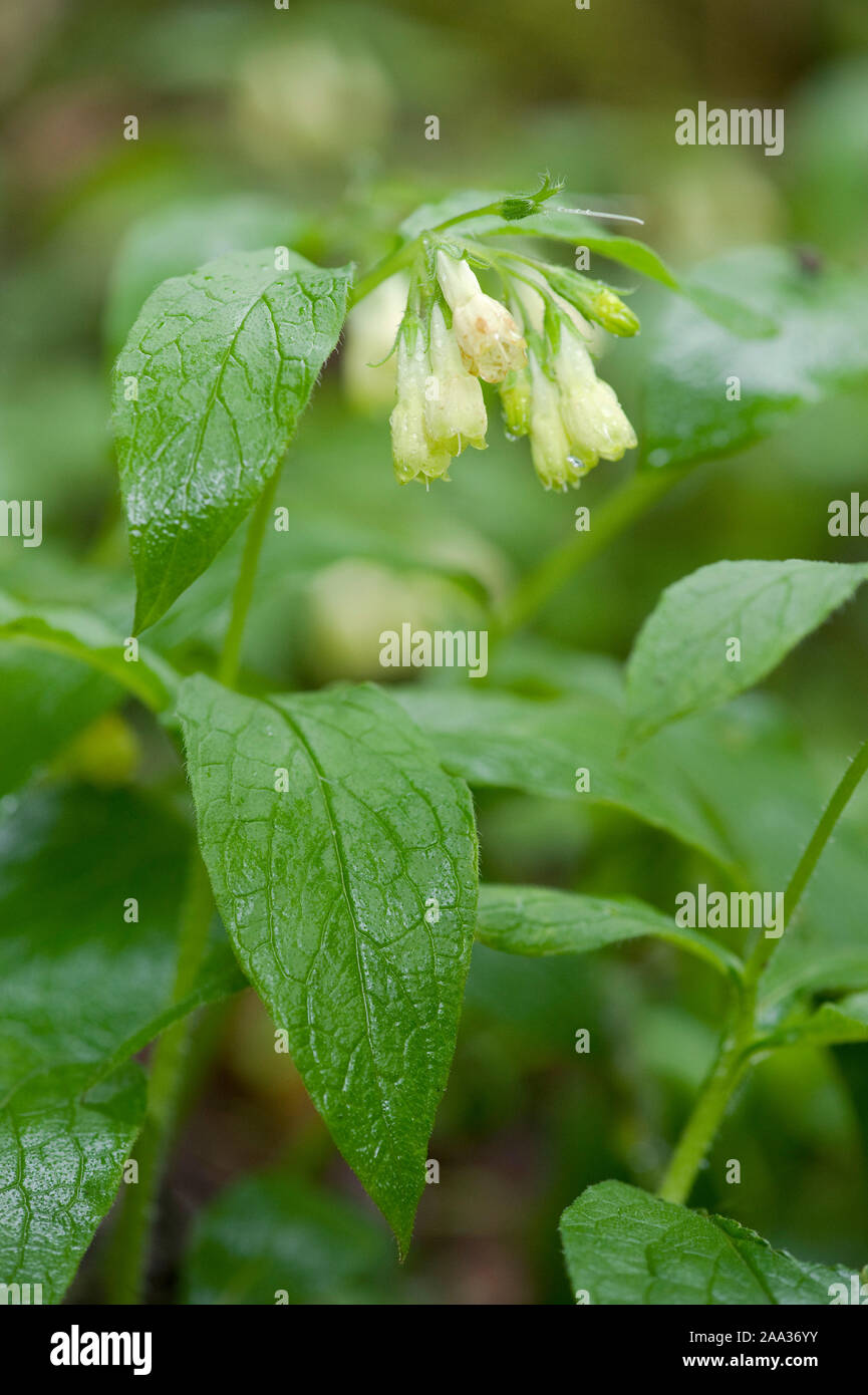 Symphytum tuberosum,Knotiger Beinwell,Tuberous Comfrey Stock Photo - Alamy