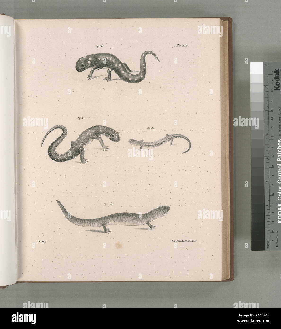 36. The Violet-colored Salamander (Salamandra subviolacea). 37. The ...