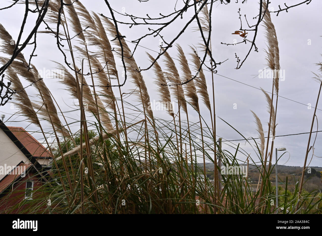 Pampus hi-res stock photography and images - Alamy