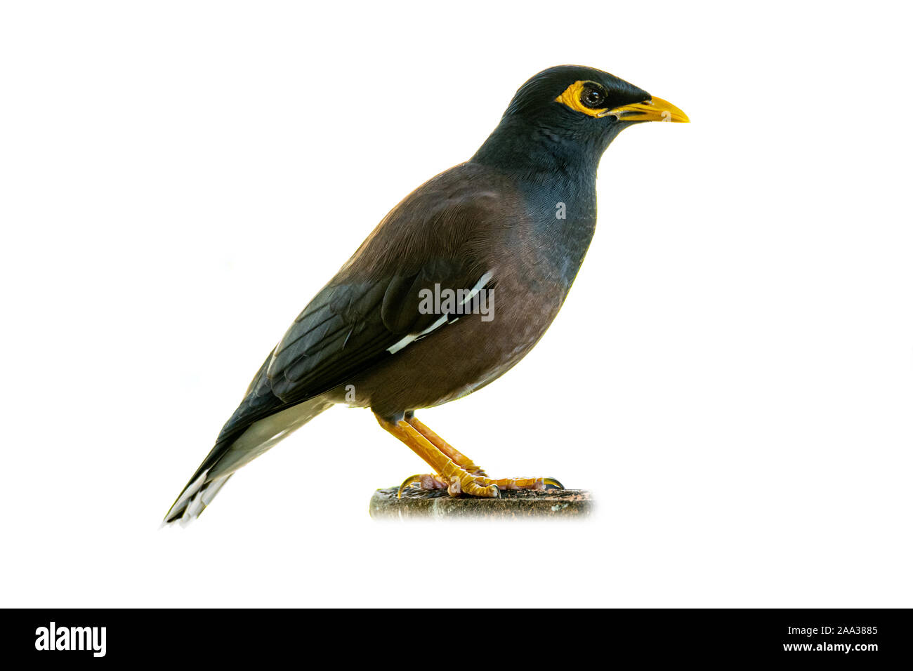 Common myna isolated on white background Stock Photo - Alamy