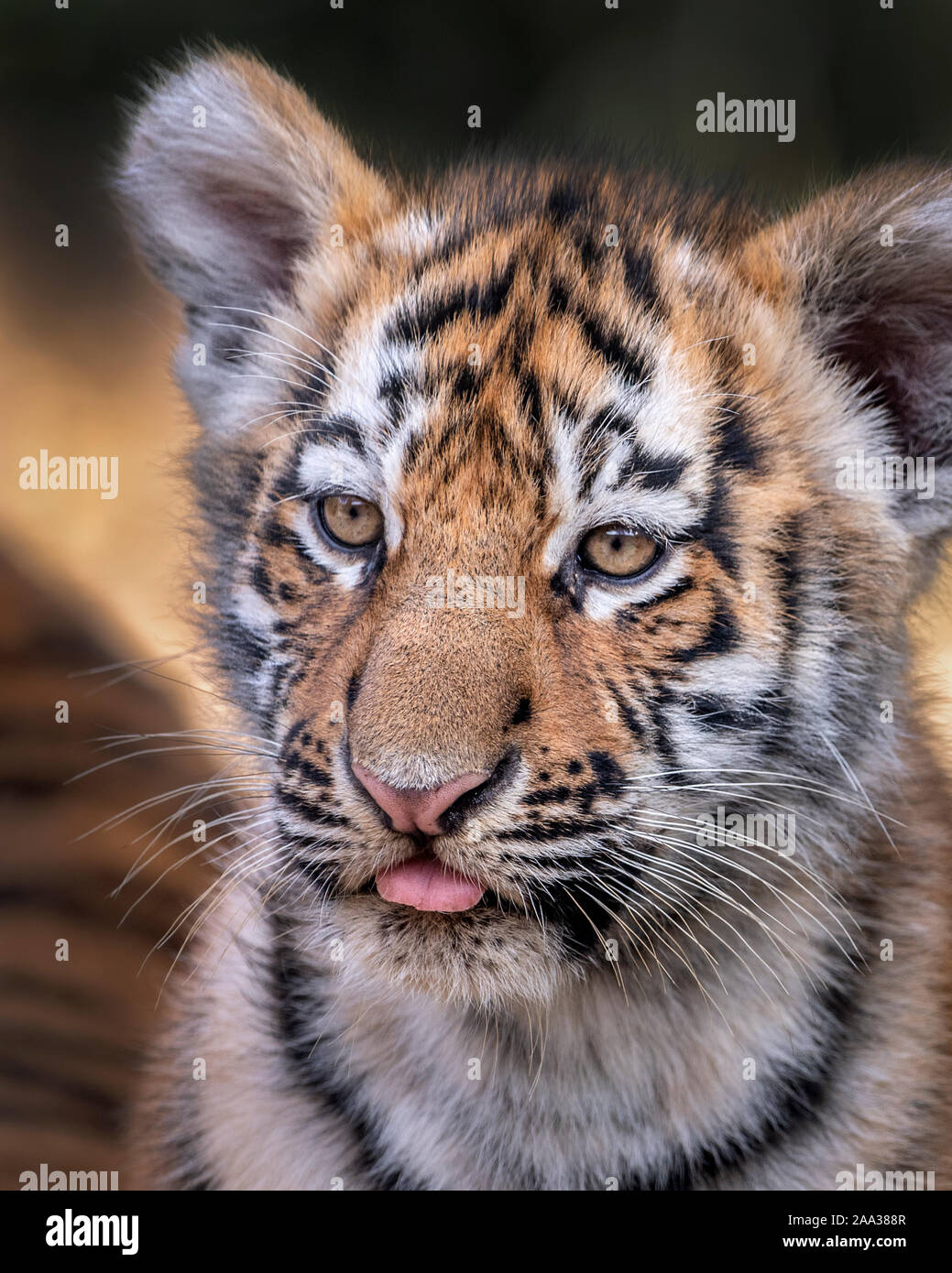 Vintage Tiger Cub Statue Eyes