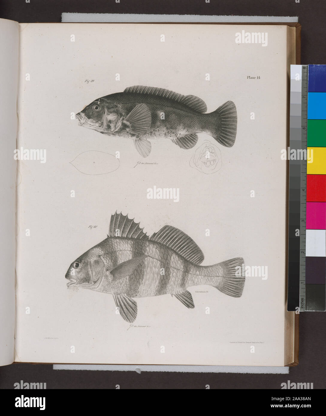 Tautog hi-res stock photography and images - Alamy