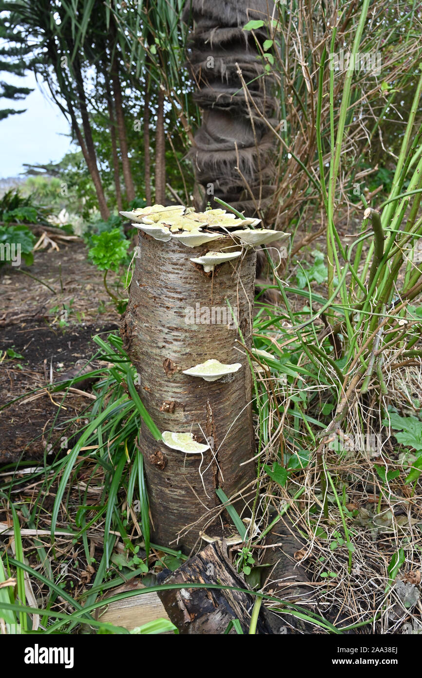 Pampus hi-res stock photography and images - Alamy