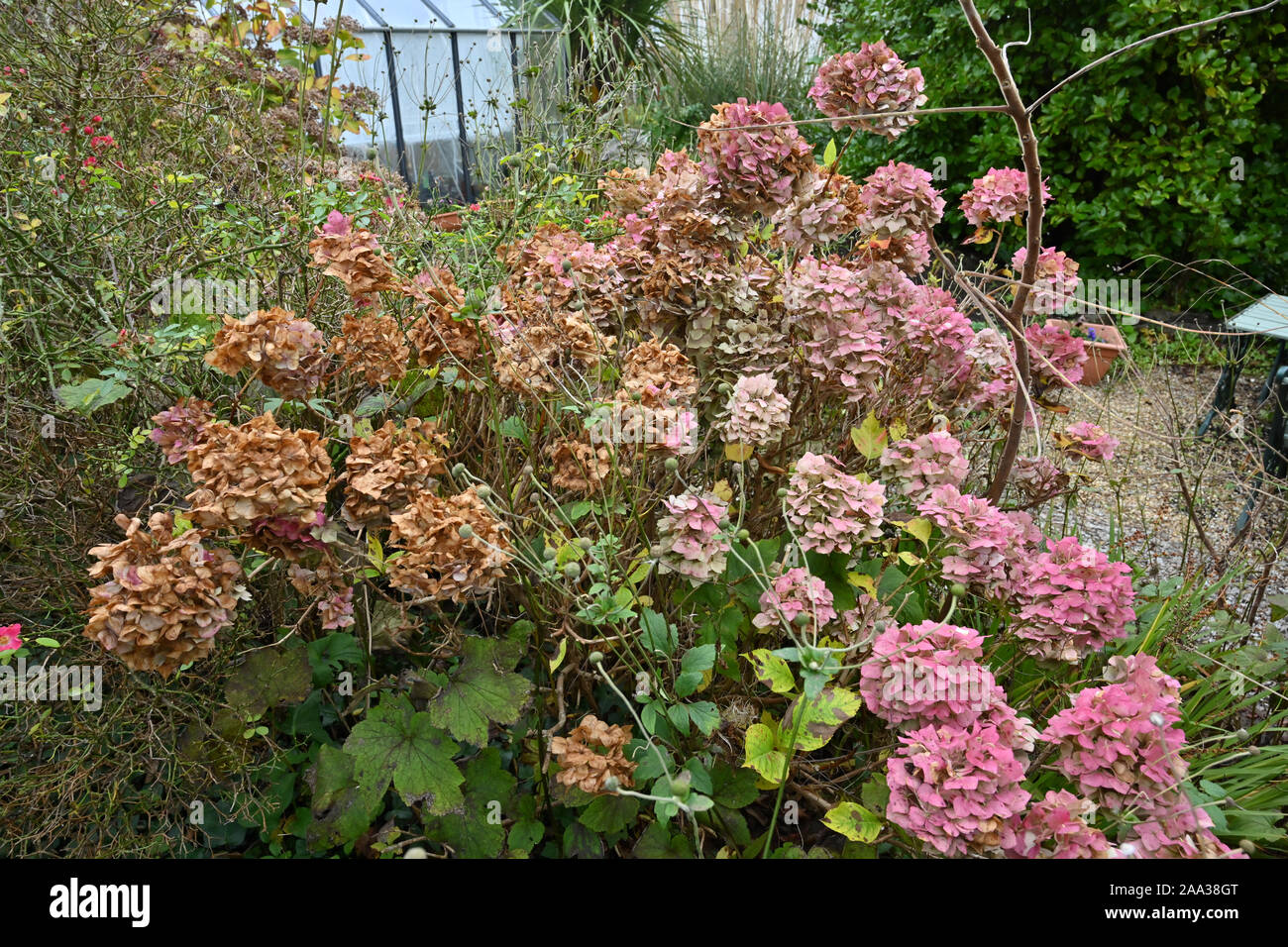 Geranium and hydrangea hi-res stock photography and images - Alamy