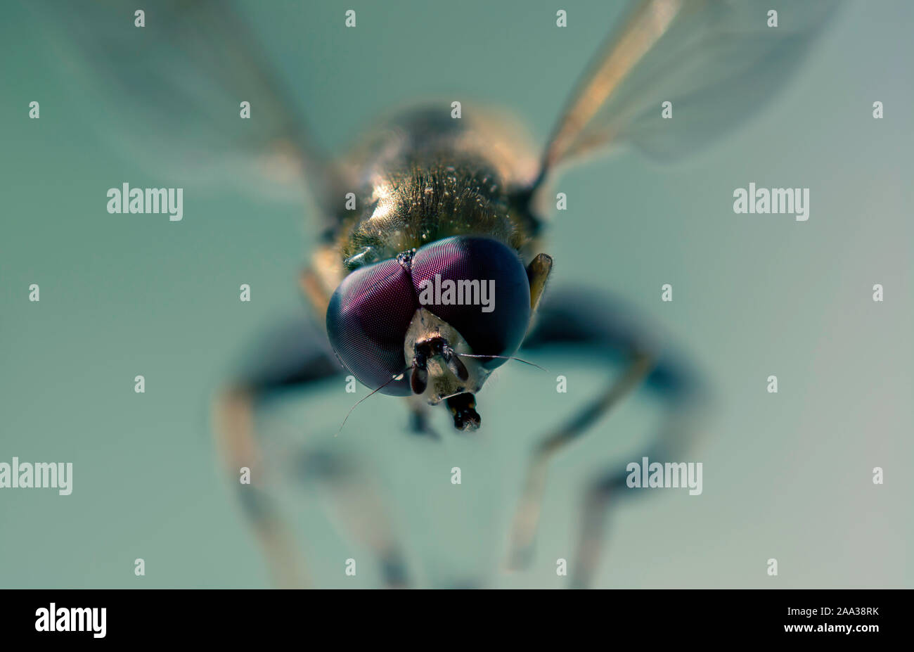 Tabanidae wings hi-res stock photography and images - Alamy