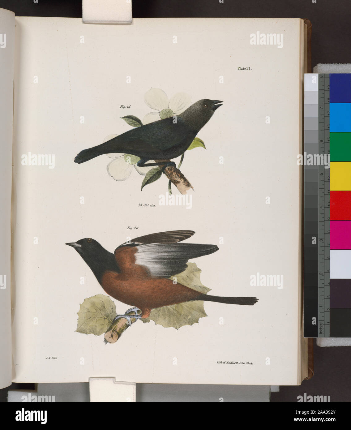 45. The Cow Bunting (Molothrus pecoris). 46. The Orchard Oriole ...