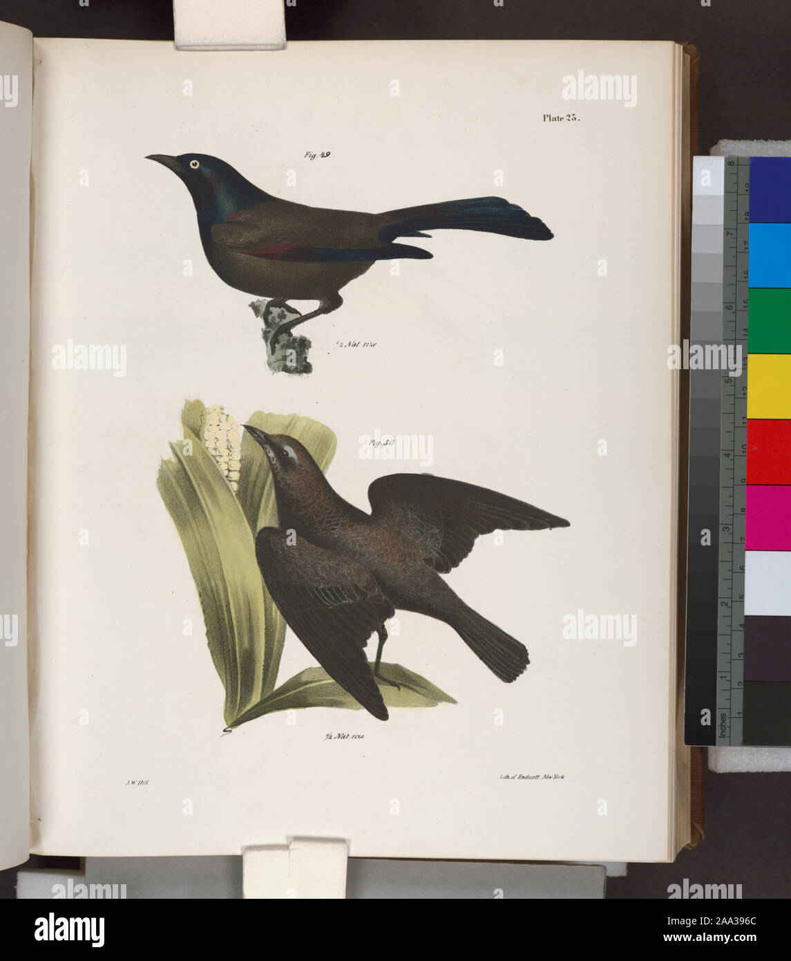 Quiscalus ferrugineus hi-res stock photography and images - Alamy