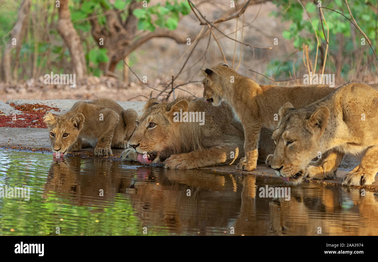 Asiatic Lion Pride The Growth In Population Of Asiatic Lions Tiger