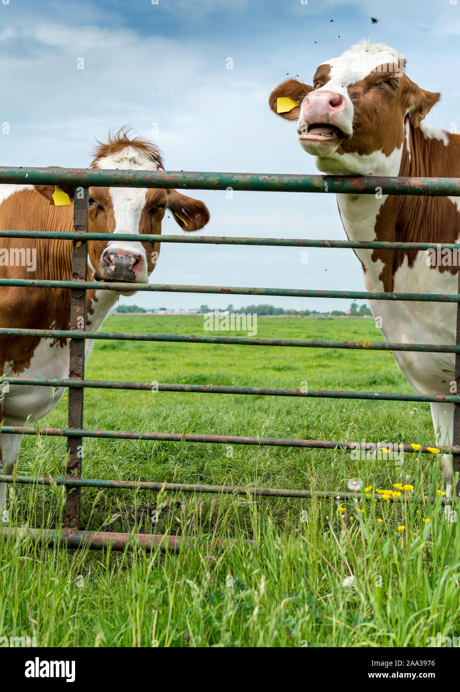 Happy Cows High Resolution Stock Photography and Images - Alamy