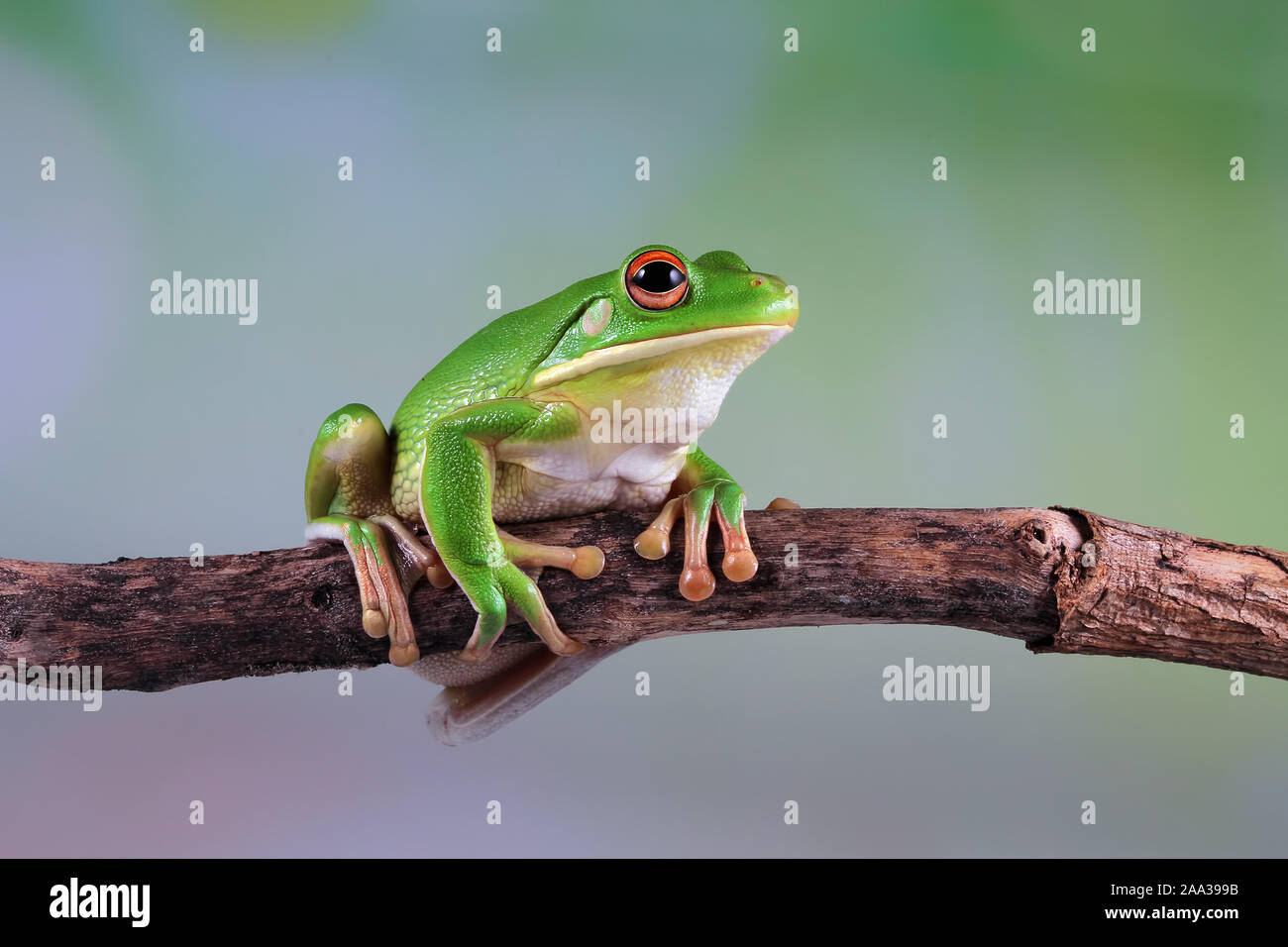 Australian wild animals hi-res stock photography and images - Alamy