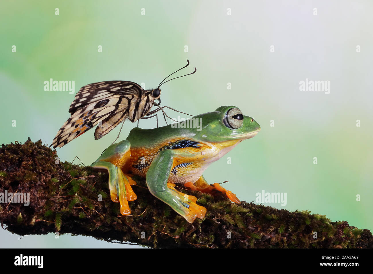 Butterfly on the back of a flying frog, Indonesia Stock Photo - Alamy