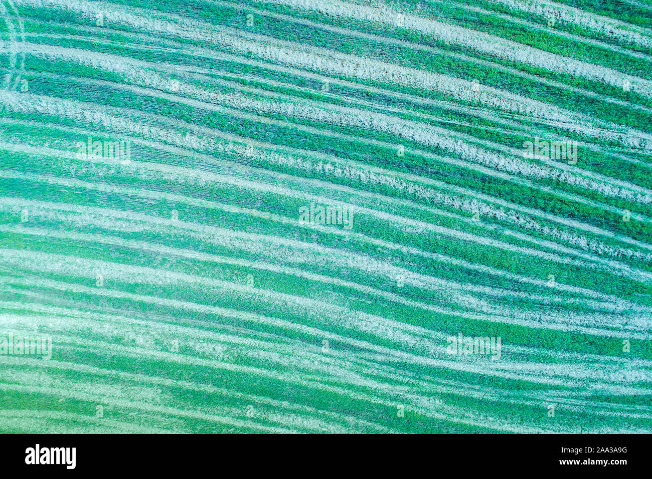 Aerial view of geometric wheat fields. Abstract natural background ...