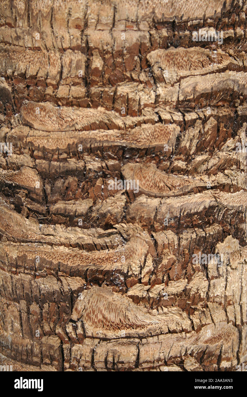 Texture in the trunk cortex of the tree Stock Photo - Alamy