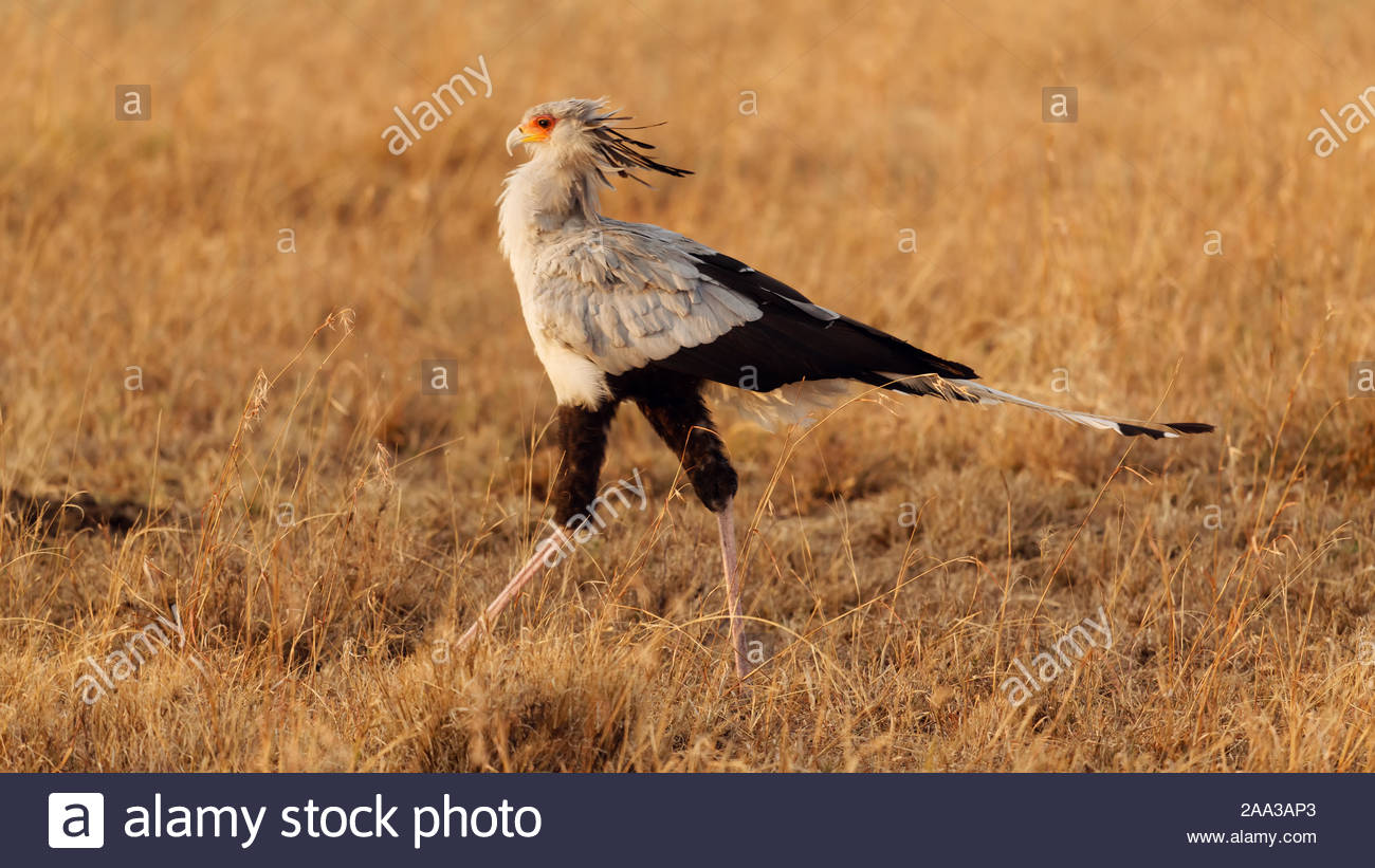 Tall Bird Walking High Resolution Stock Photography and Images - Alamy