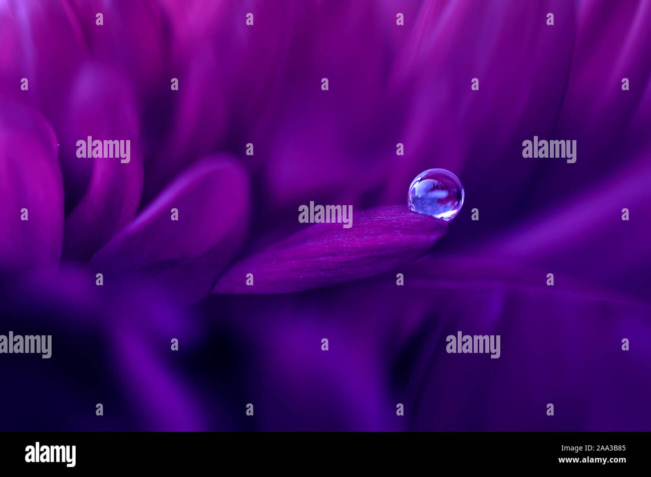 Flower in a water drop hi-res stock photography and images - Alamy