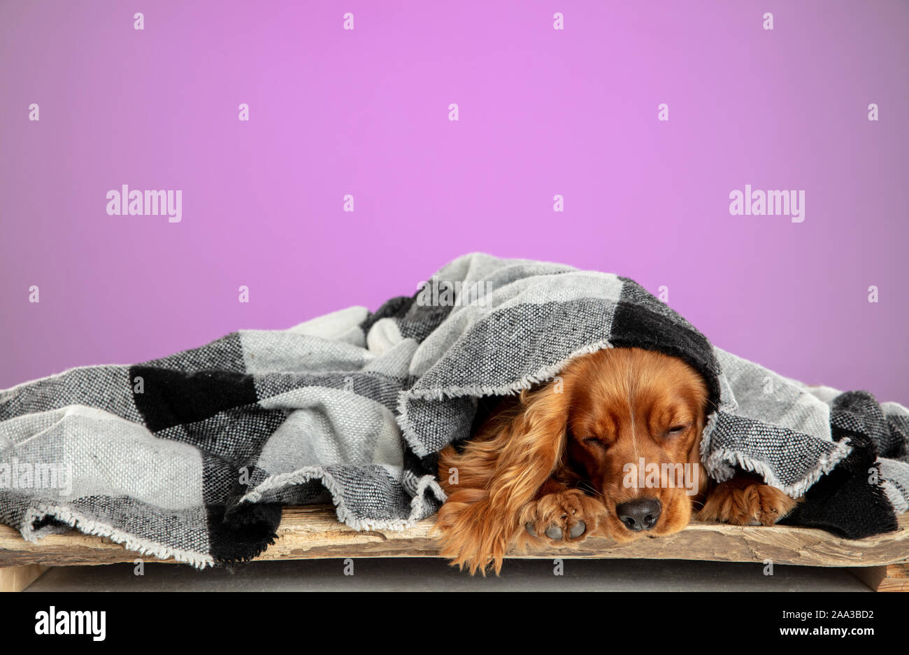 Home comfort. English cocker spaniel young dog is posing. Cute playful ...
