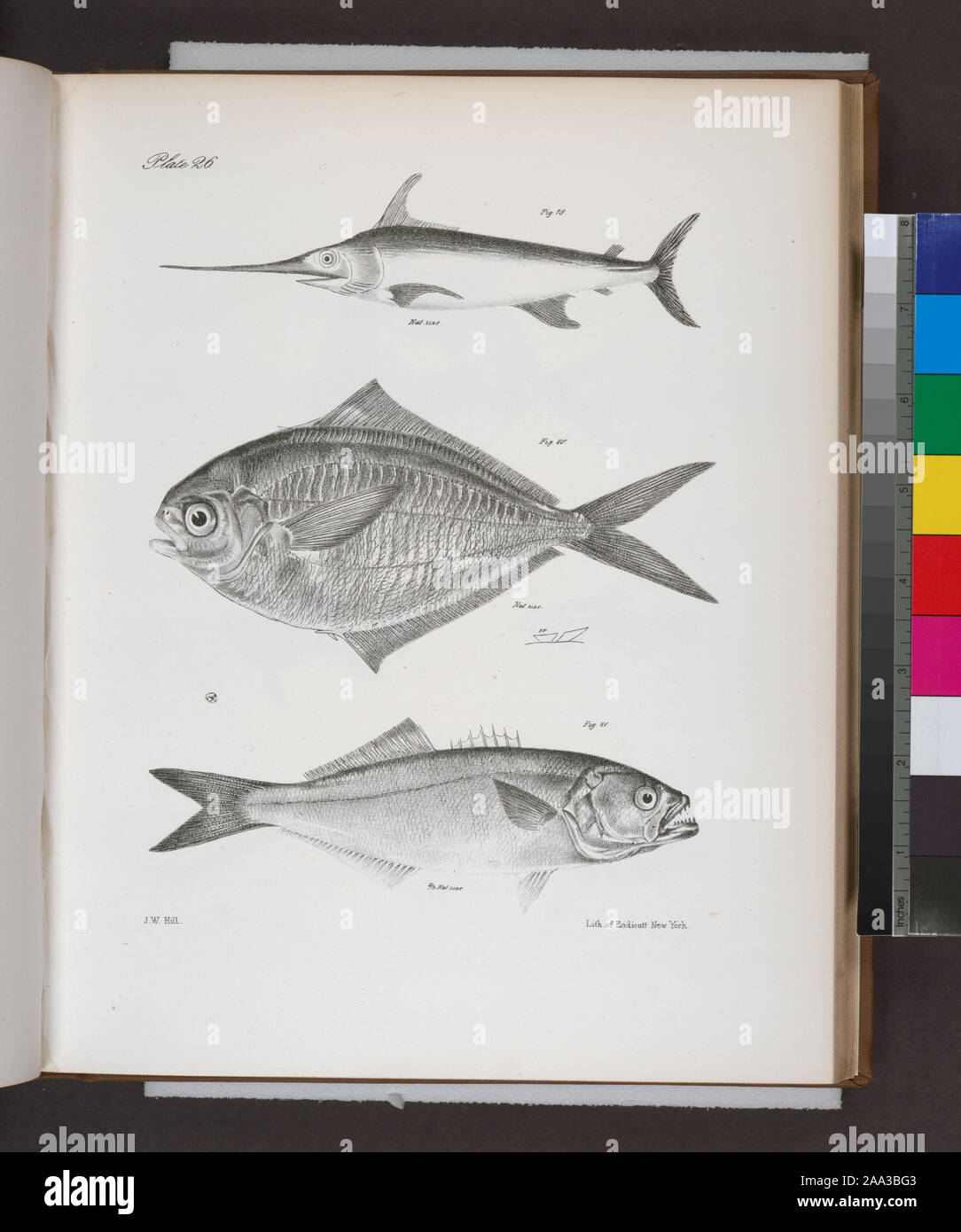 Temnodon saltator hi-res stock photography and images - Alamy