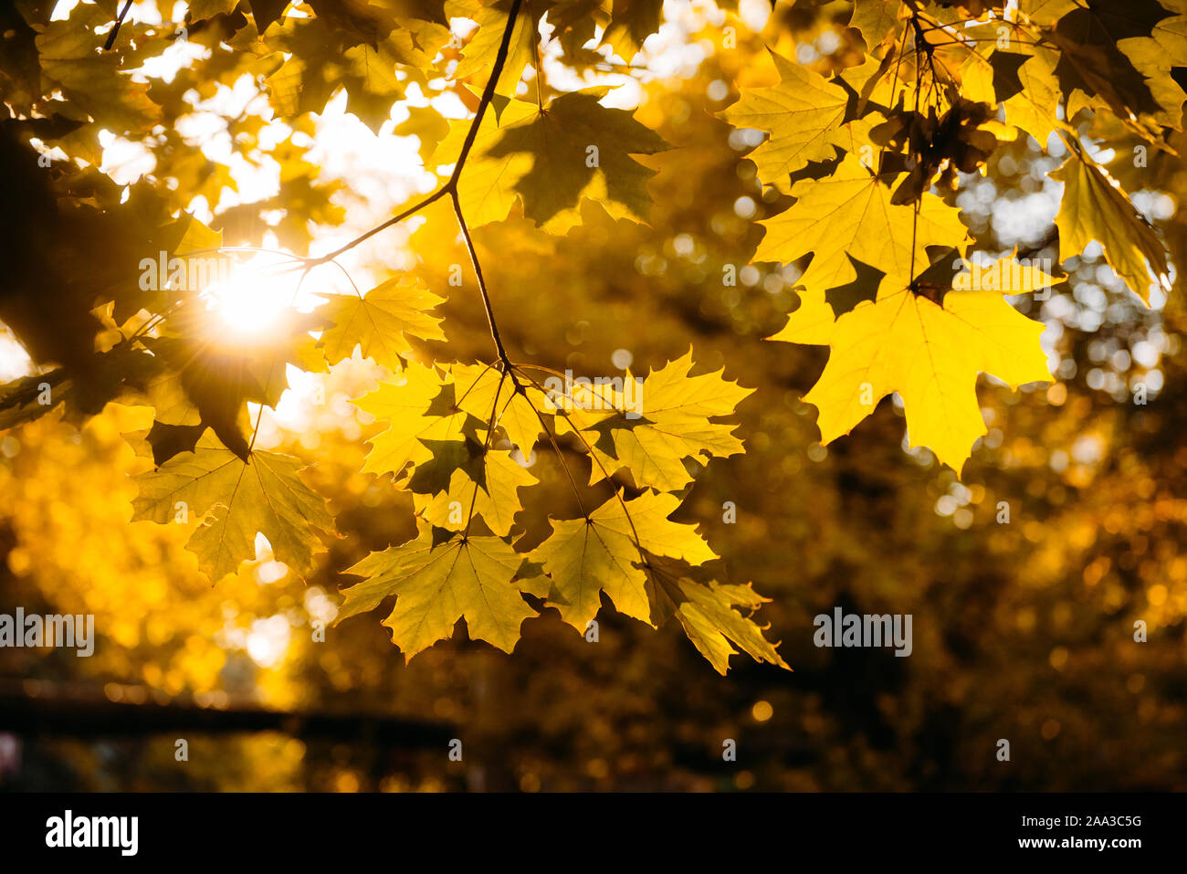 Lit tree hi-res stock photography and images - Alamy