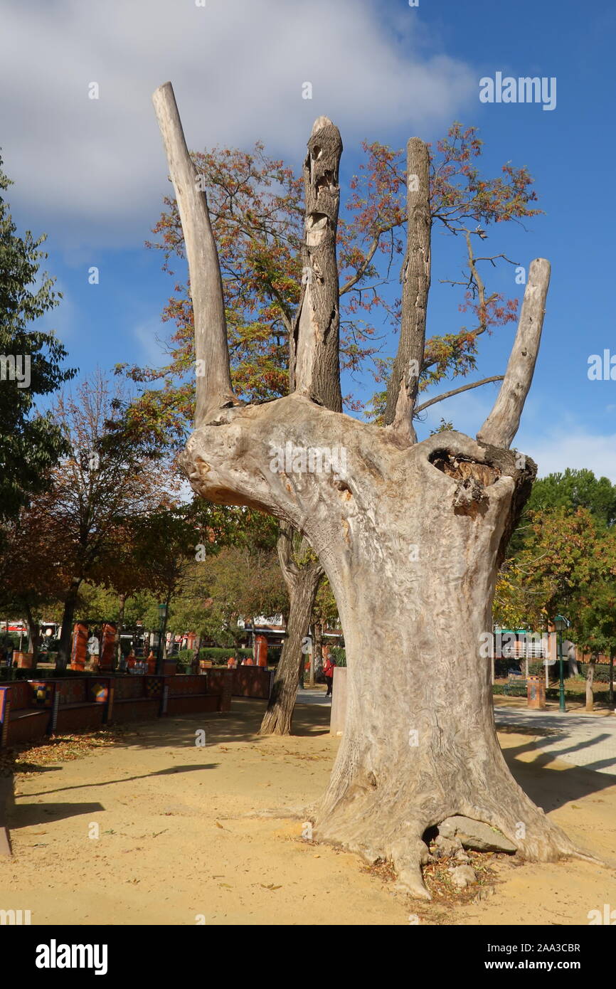 Tree finger hi-res stock photography and images - Alamy