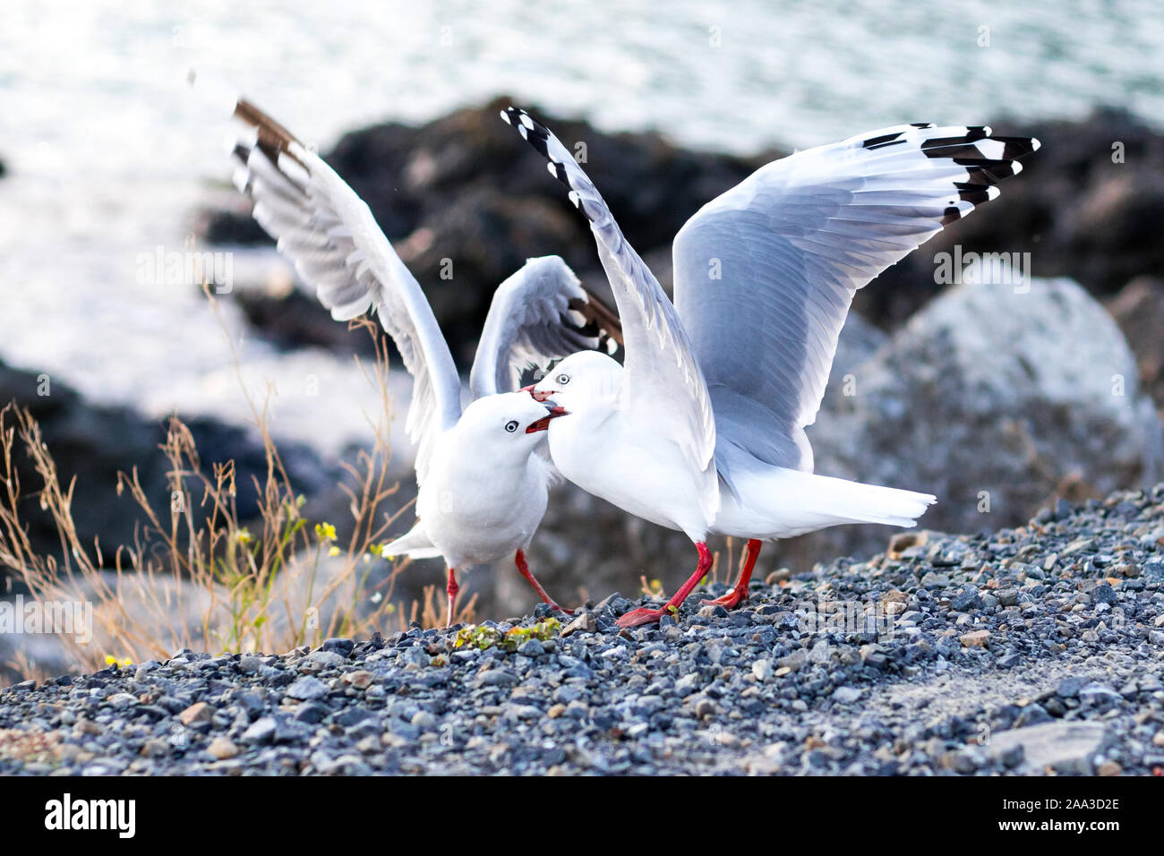 Two red billed gull males fighting to show dominance biting each other ...