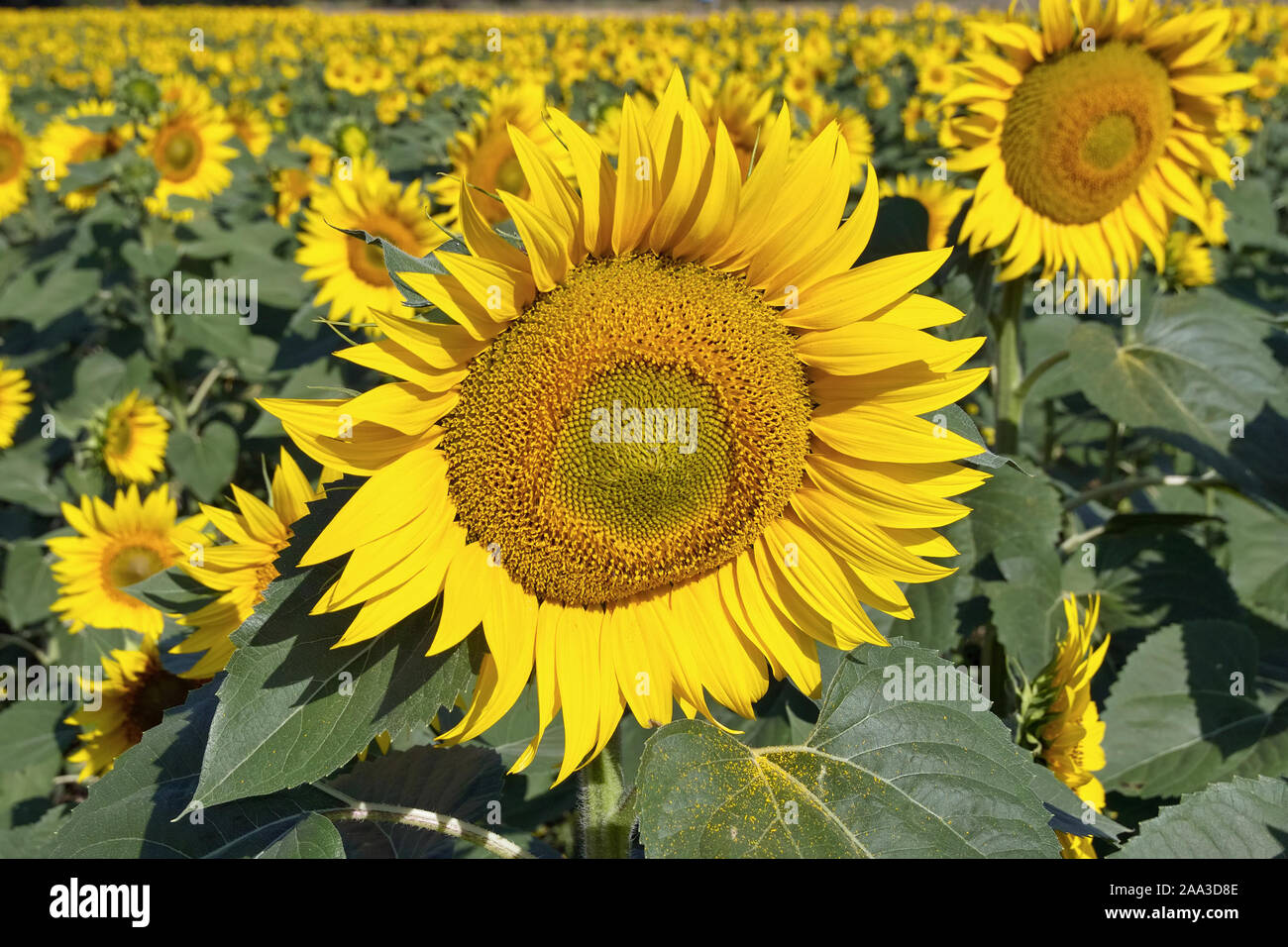 foreground of the inflorescence of a plant of sunflower Stock Photo - Alamy
